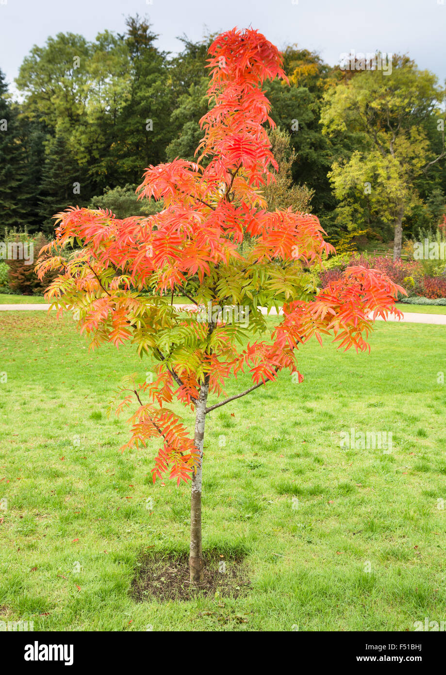 Sorbus Commixta Olympische Flamme 'Dodong' Stockfotografie - Alamy
