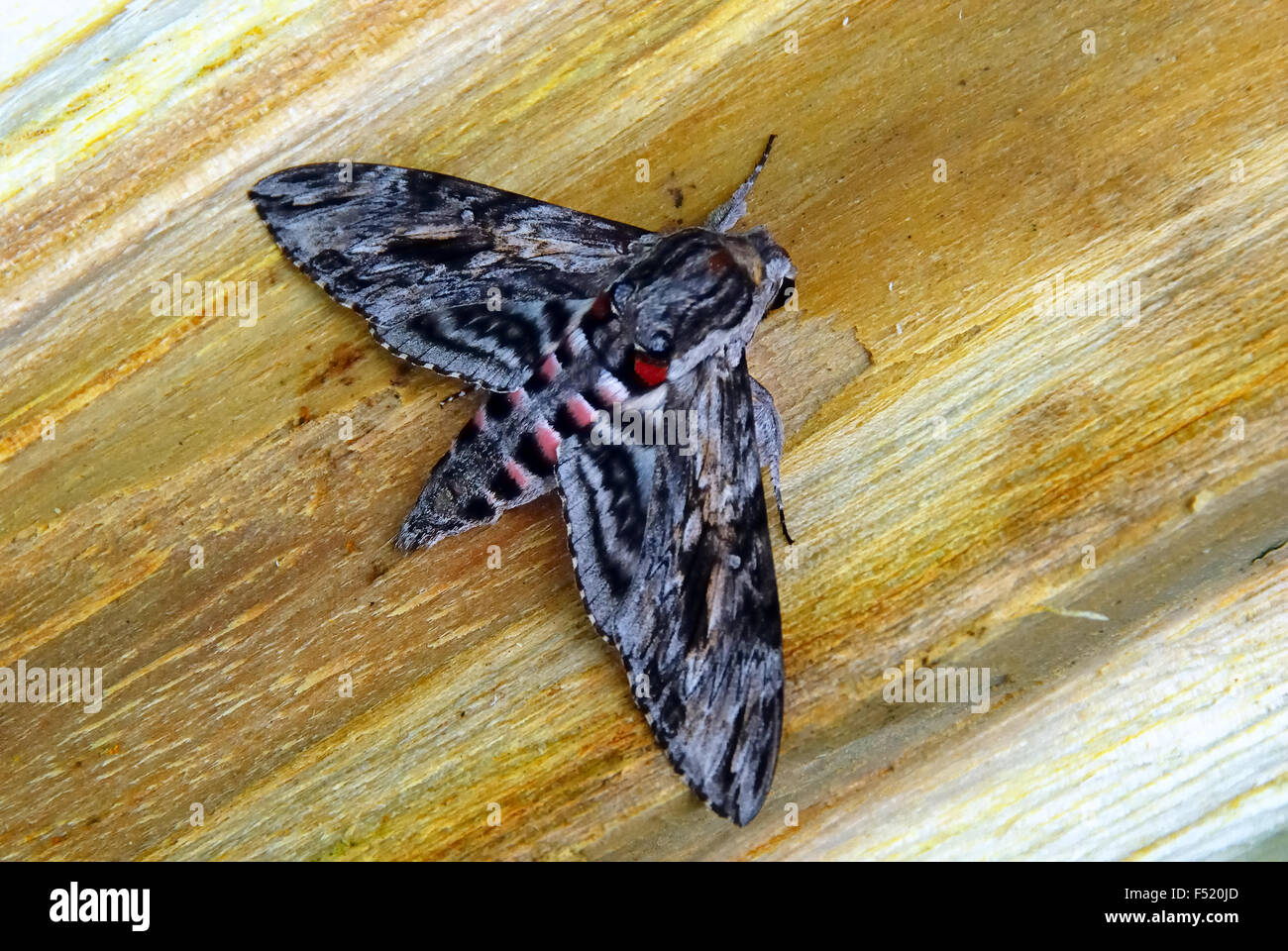 000 schmetterlingsarten -Fotos und -Bildmaterial in hoher Auflösung – Alamy