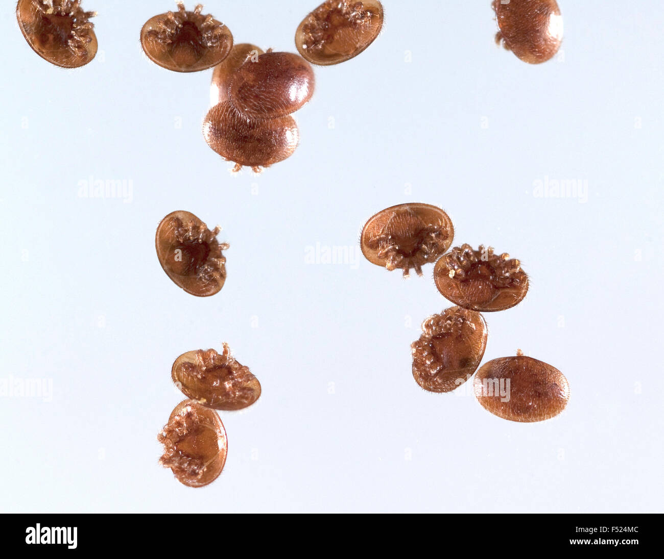 Varroamilbe, Varroa, Destruktor Stockfotografie - Alamy