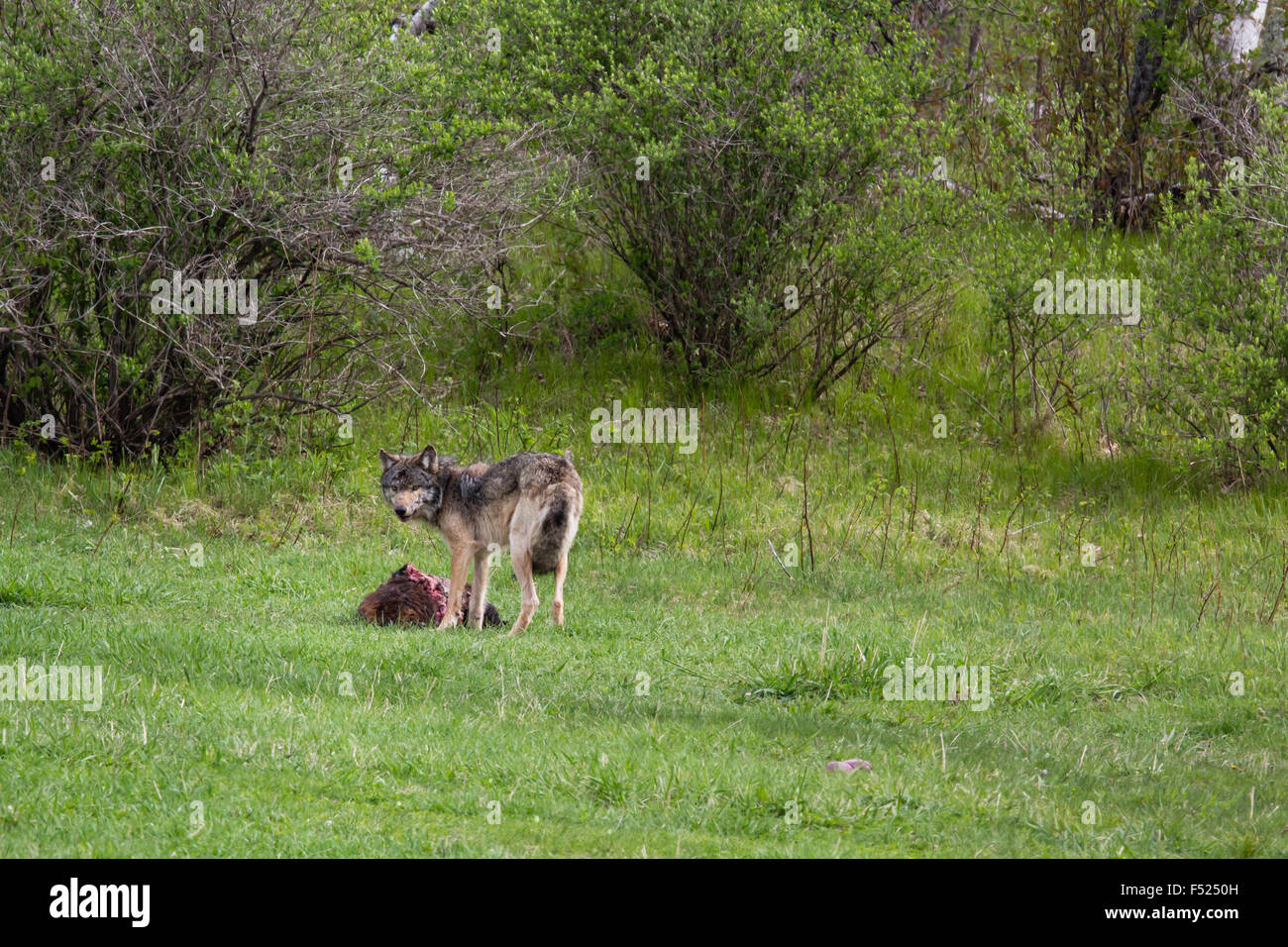 Wolf mit Beute (Biber Stockfotografie - Alamy