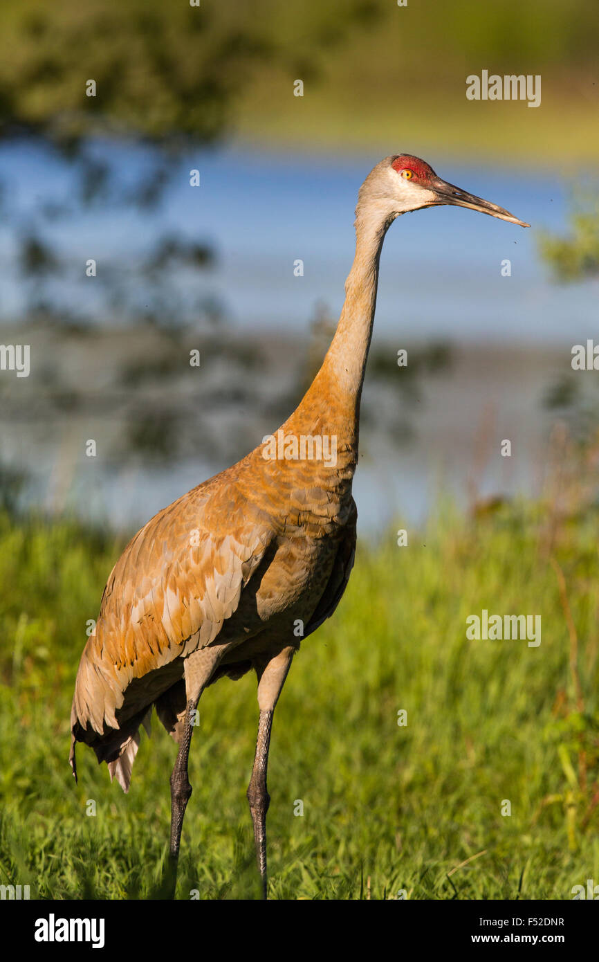 Vogel und abnormaler schnabel -Fotos und -Bildmaterial in hoher ...