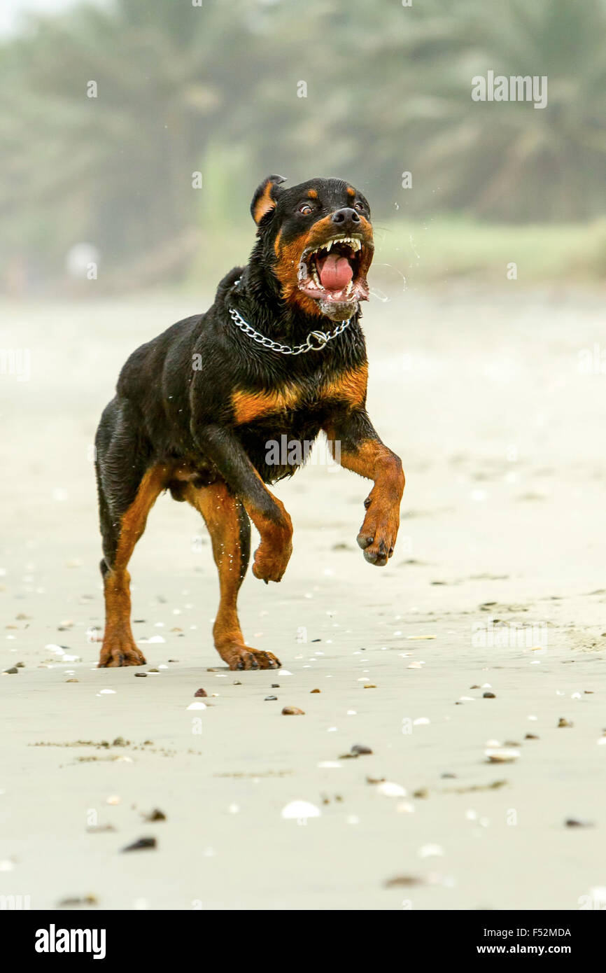 Aggressive Rottweiler Hund Der Hund war in der Tat dieser Rasse ist nicht aggressiv auf Alle ...