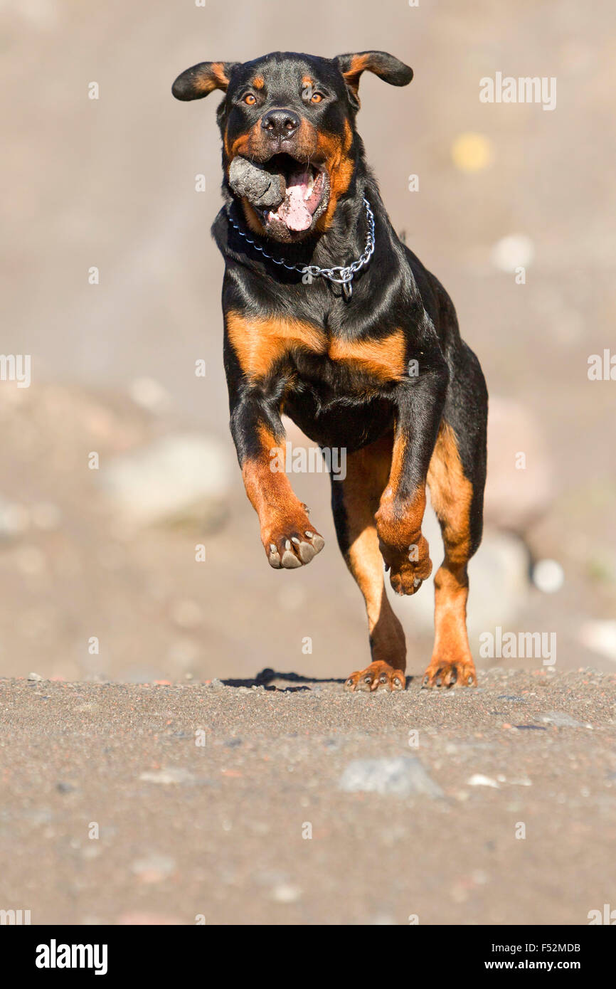 A rottweiler police dog -Fotos und -Bildmaterial in hoher Auflösung – Alamy
