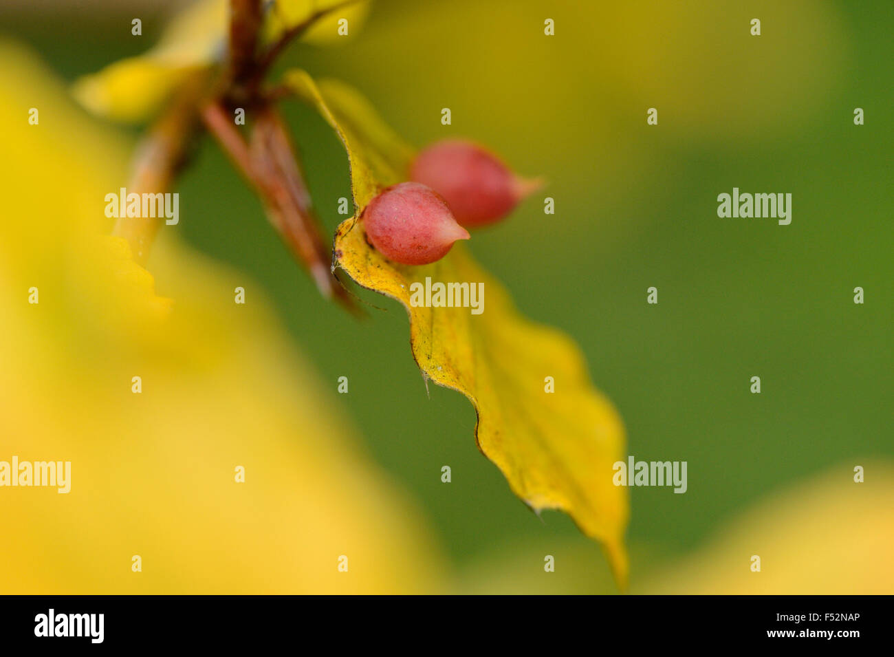 Galles Buche Gallmücke, Mikiola Fagi, Buche Blatt, Buche, Fagus ...