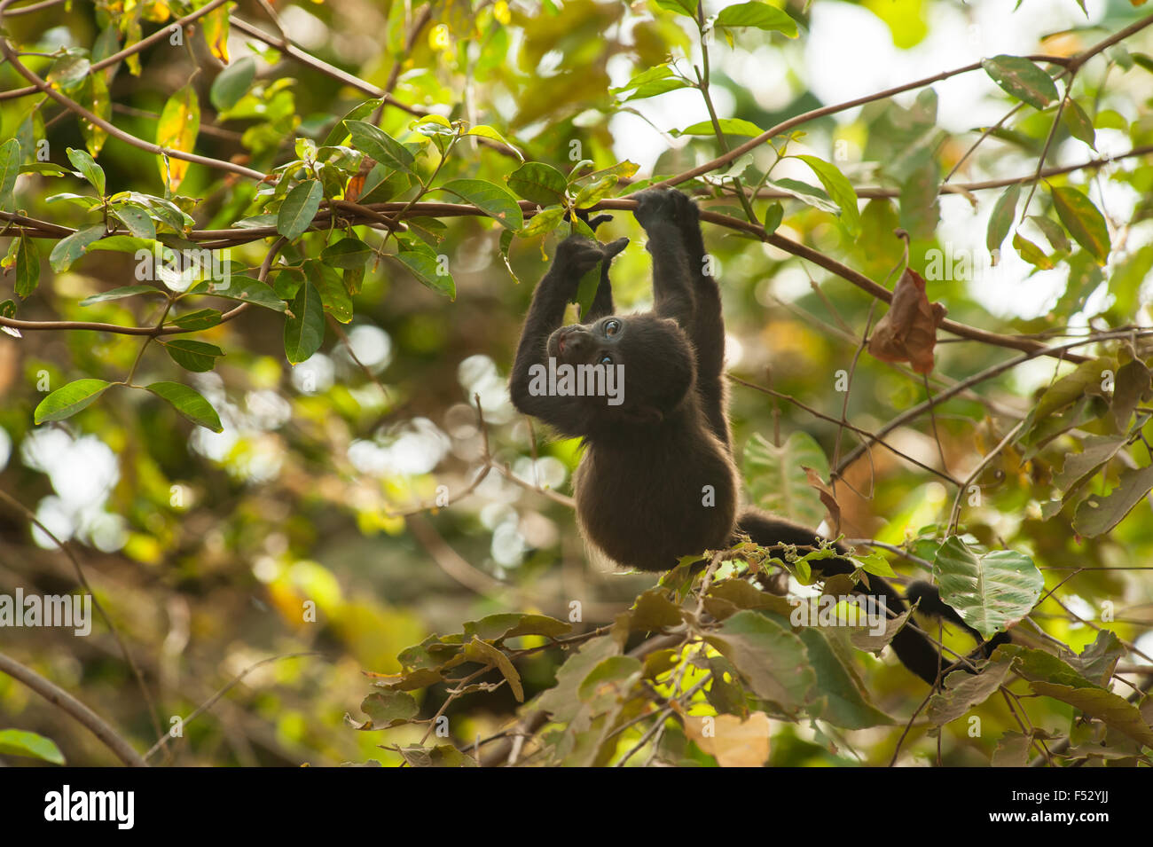 Affe hängen baum -Fotos und -Bildmaterial in hoher Auflösung – Alamy