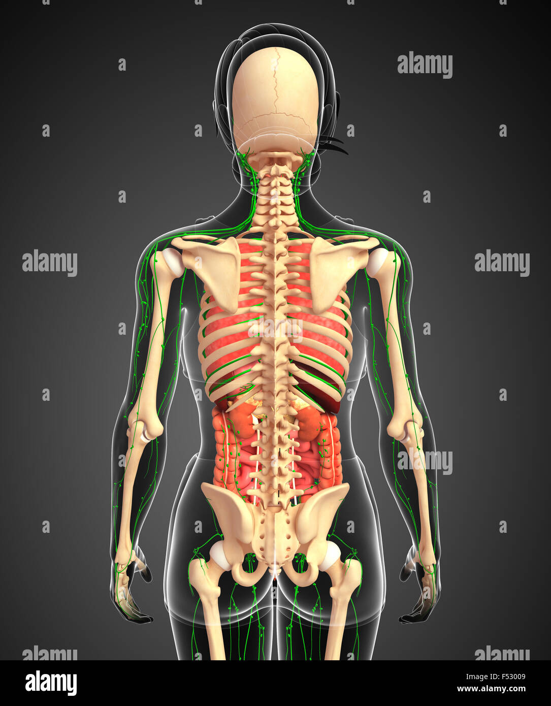Darstellung des weiblichen Körpers Lymph, Skelett- und Verdauungssystem Kunstwerk ...