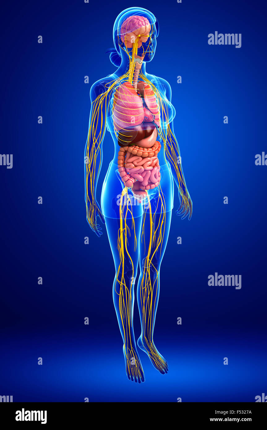 Darstellung des weiblichen Körpers mit nervös und Verdauungssystem Kunstwerk Stockfotografie - Alamy