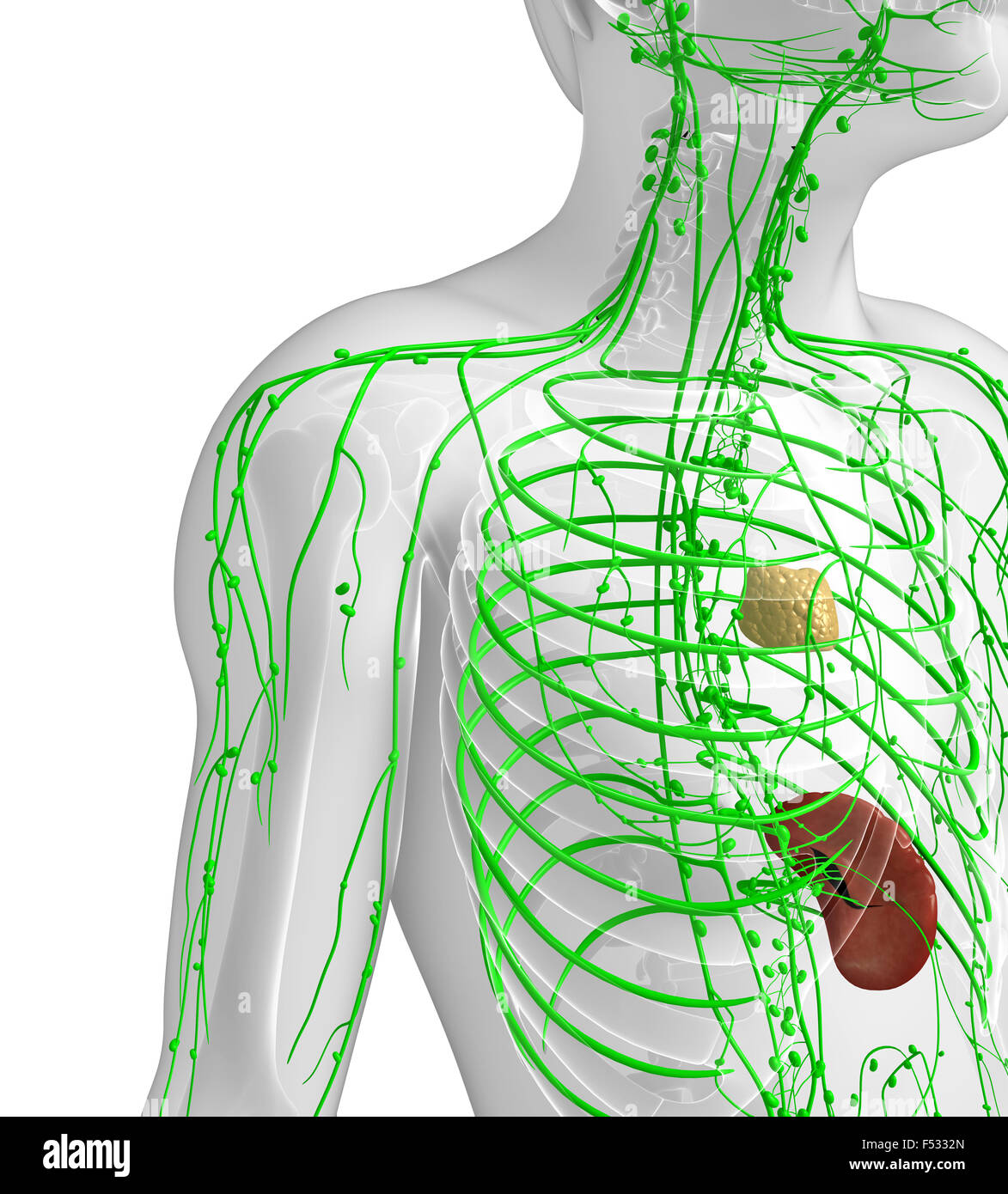 Männliches lymphatisches system -Fotos und -Bildmaterial in hoher ...
