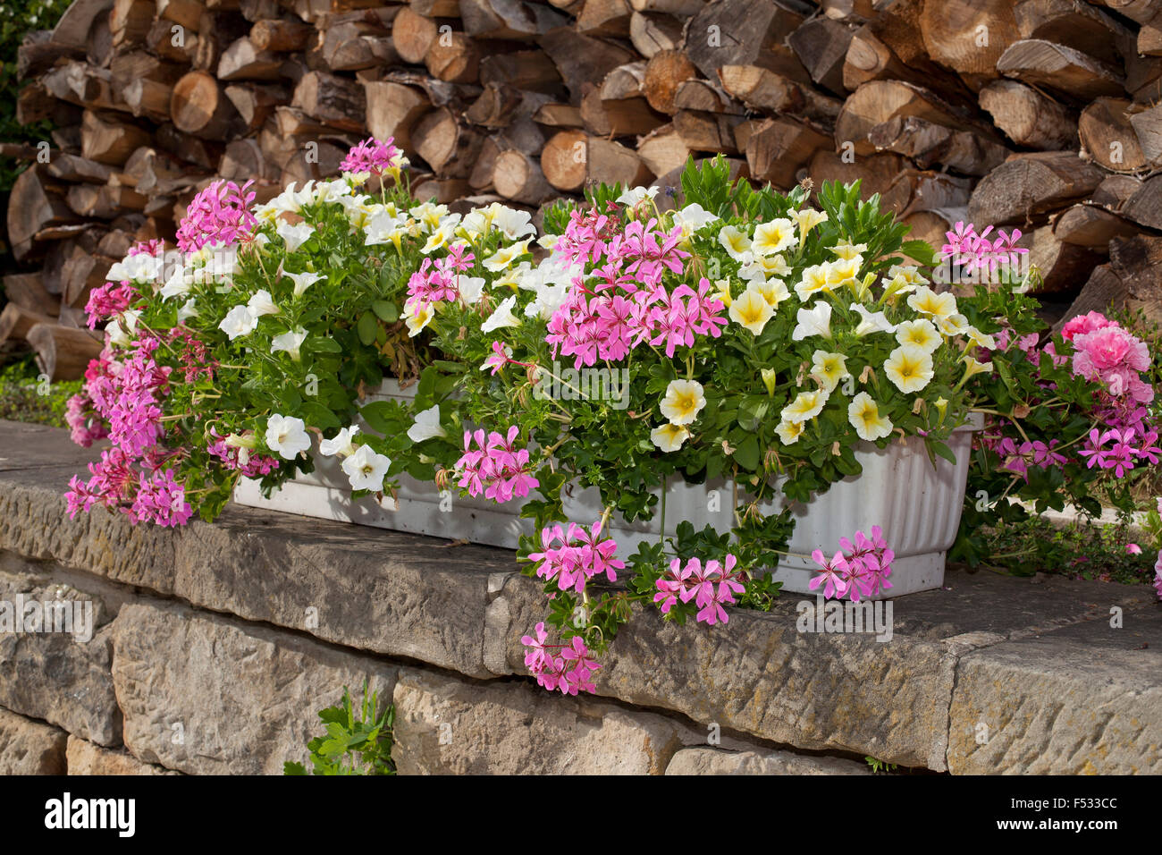 Blumenkasten mit geranien und petunien -Fotos und -Bildmaterial in ... Blumenkasten mit geranien und petunien -Fotos und -Bildmaterial in ...
