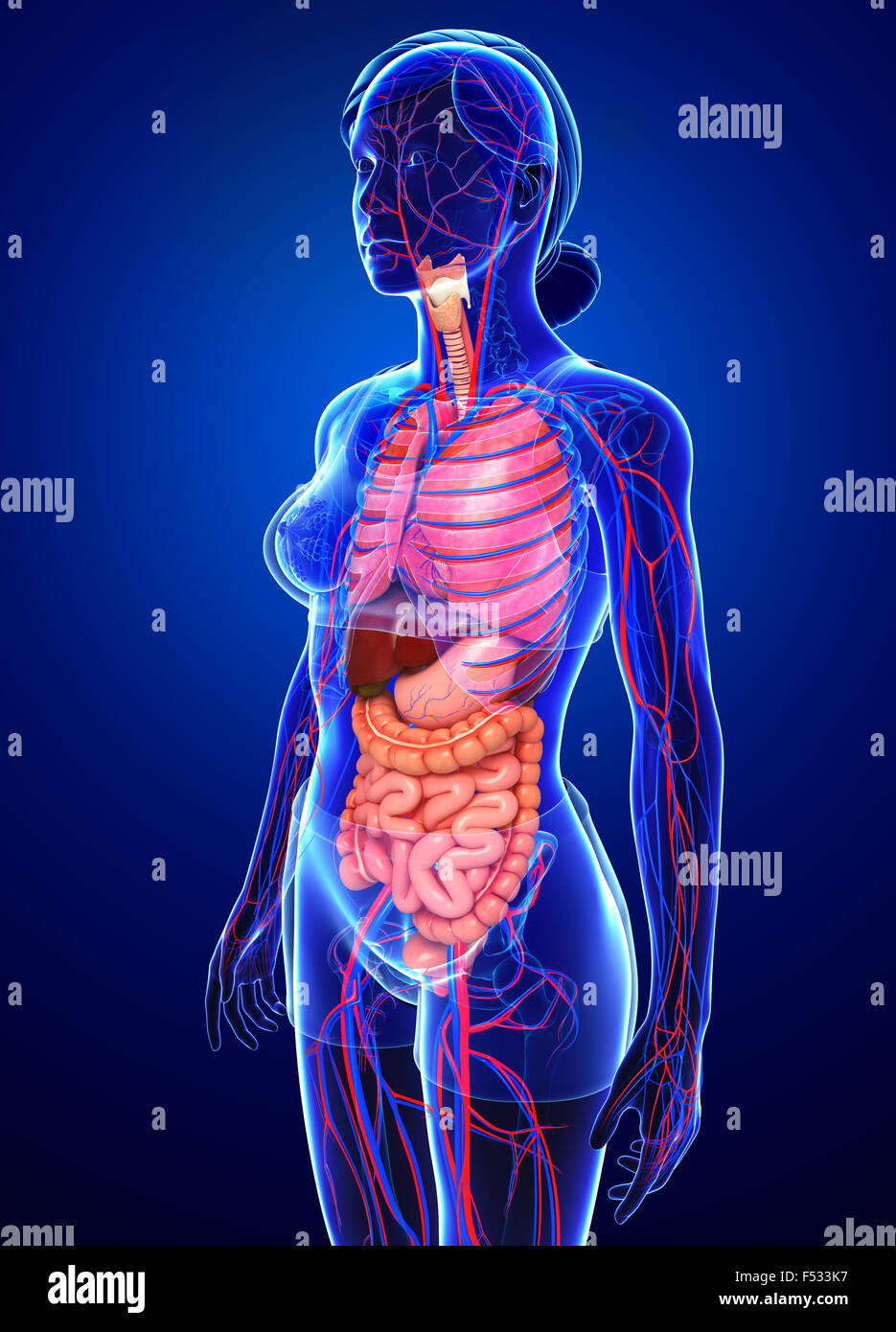 Verdauungs- und Kreislaufsystem des weiblichen Körpers Kunstwerk Stockfotografie - Alamy