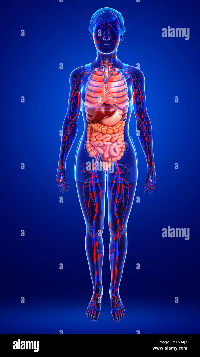 Verdauungs- und Kreislaufsystem des weiblichen Körpers Kunstwerk Stockfotografie - Alamy