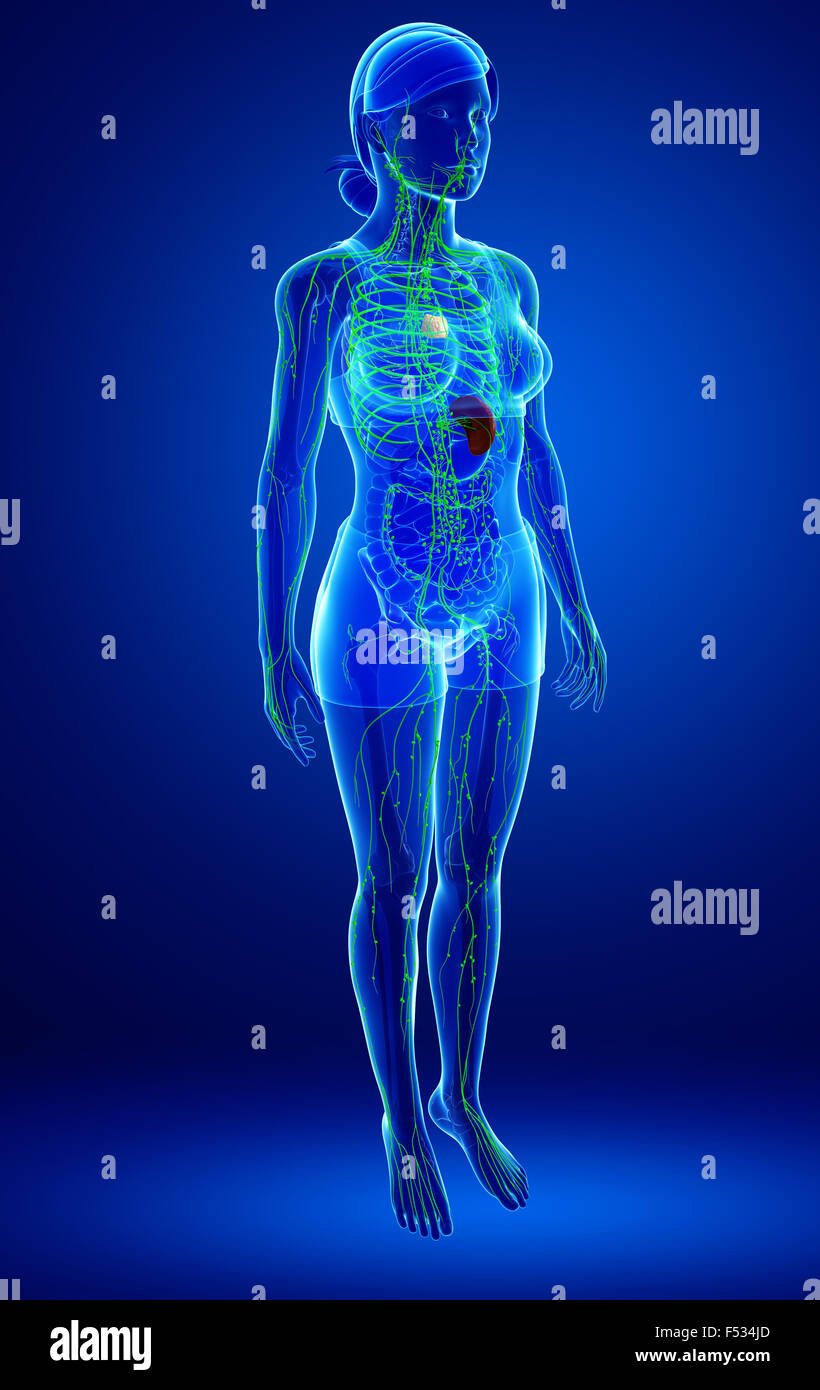 Weibliches lymphatisches system Stockfotos und -bilder Kaufen - Alamy