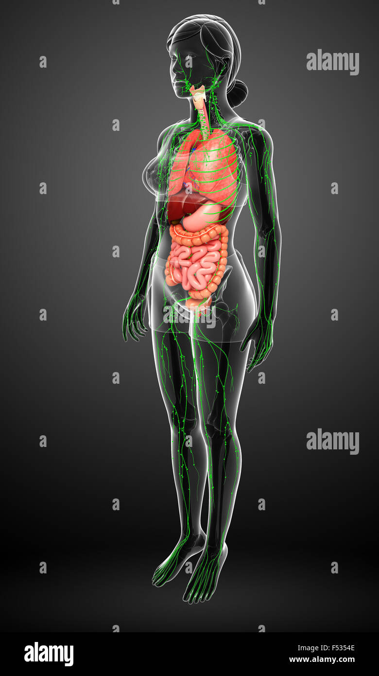 Darstellung des weiblichen Körpers Lymph- und Verdauungssystem Kunstwerk Stockfotografie - Alamy