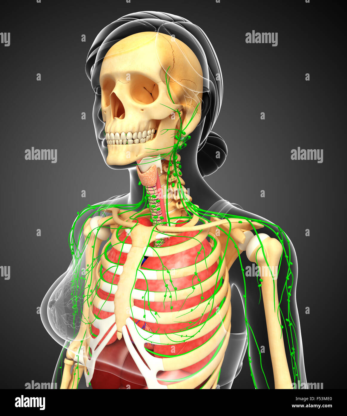 Darstellung des weiblichen Körpers lymphatische, Skelett- und Atemwege Kunstwerk Stockfotografie ...