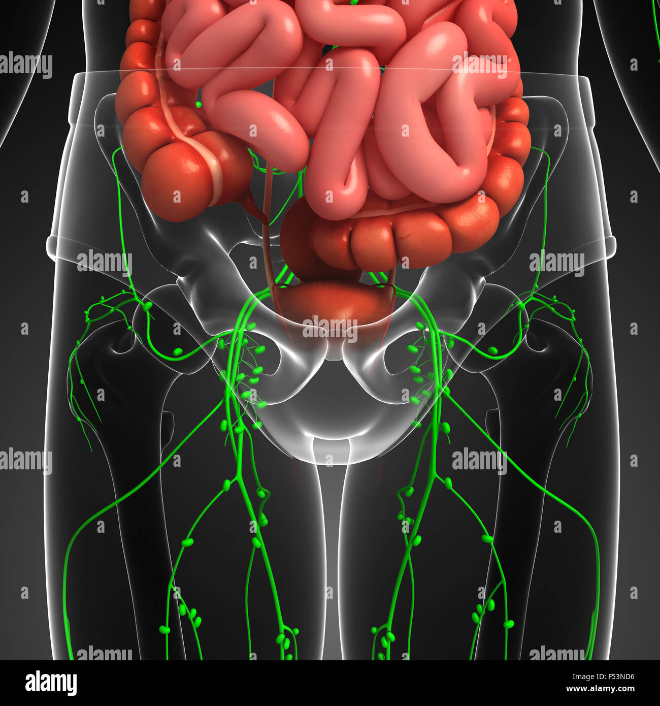 Bladder male female illustration -Fotos und -Bildmaterial in hoher Auflösung - Seite 2 - Alamy