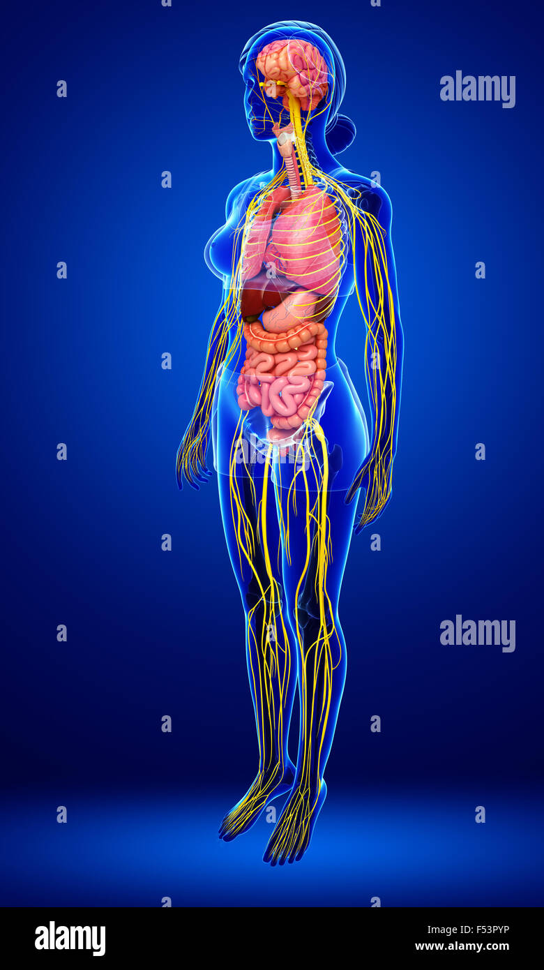 Darstellung des weiblichen Körpers mit nervös und Verdauungssystem Kunstwerk Stockfotografie - Alamy