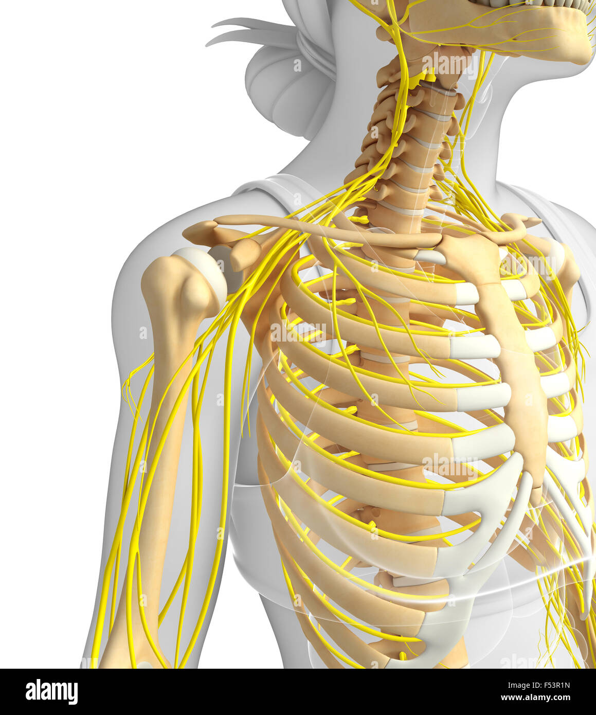 Darstellung der weiblichen Brustkorb mit Nervensystem Stockfotografie ...