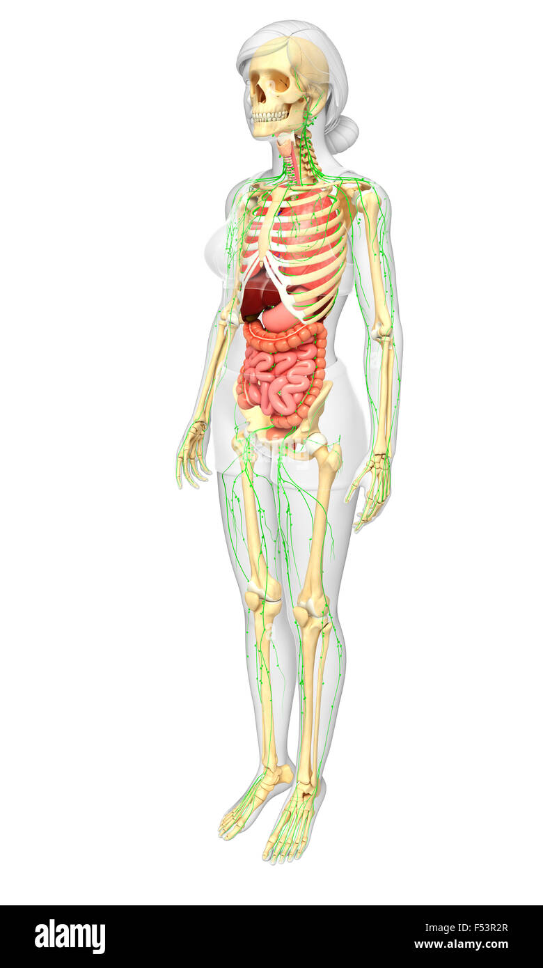 Weibliche thoraxanatomie Ausgeschnittene Stockfotos und -bilder - Alamy