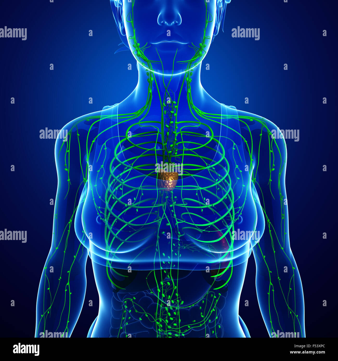 Darstellung des weiblichen Körpers lymphatische system Stockfotografie - Alamy