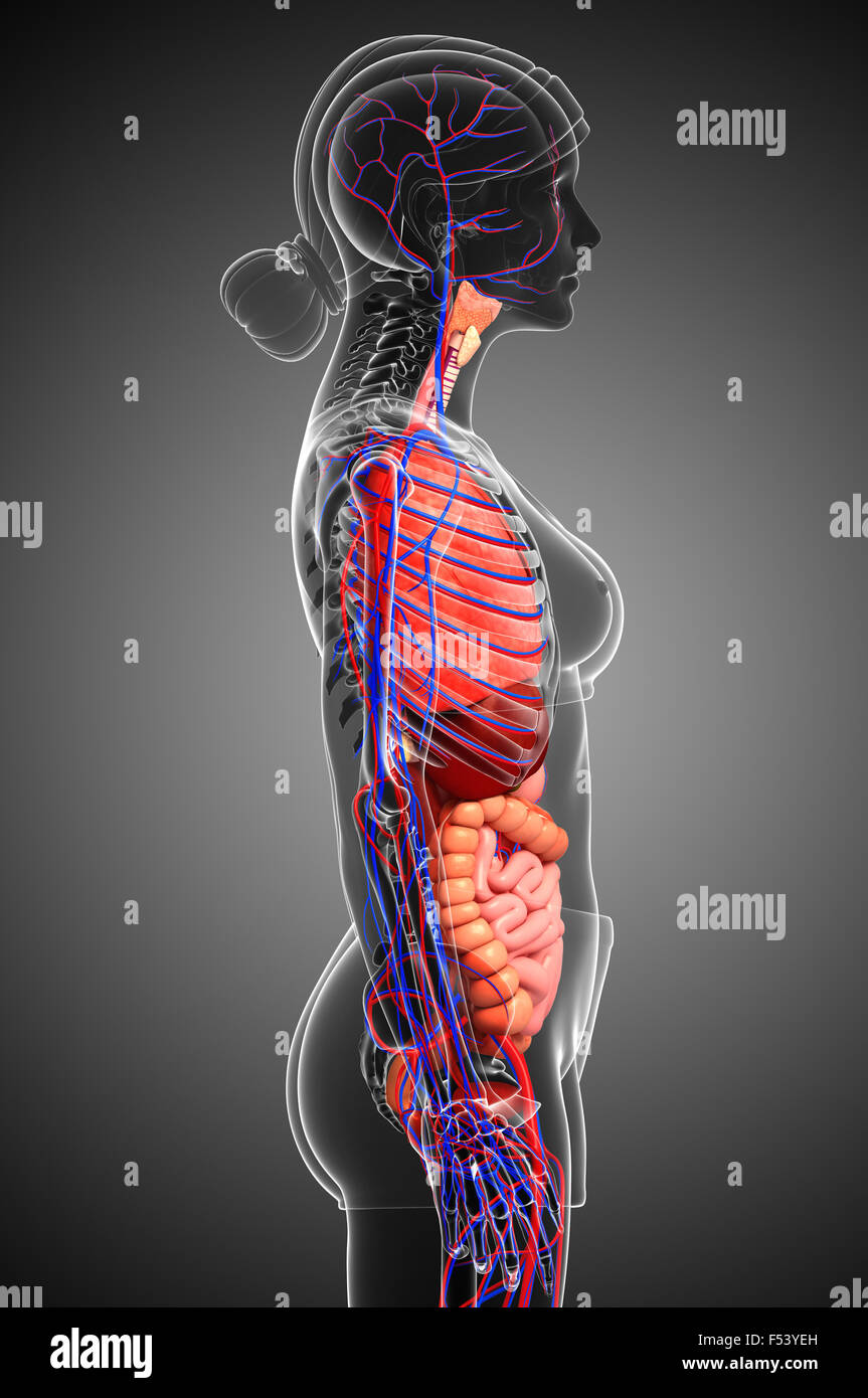 Verdauungs- und Kreislaufsystem des weiblichen Körpers Kunstwerk Stockfotografie - Alamy