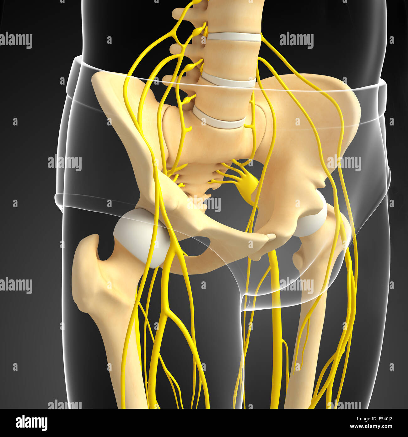 Darstellung der Becken-und Nervensystem Stockfotografie - Alamy