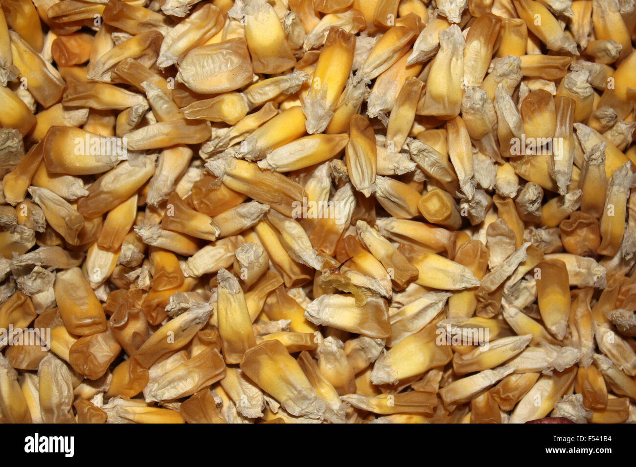Maiz Chullpi aka Chulpe, Peru Stockfotografie - Alamy