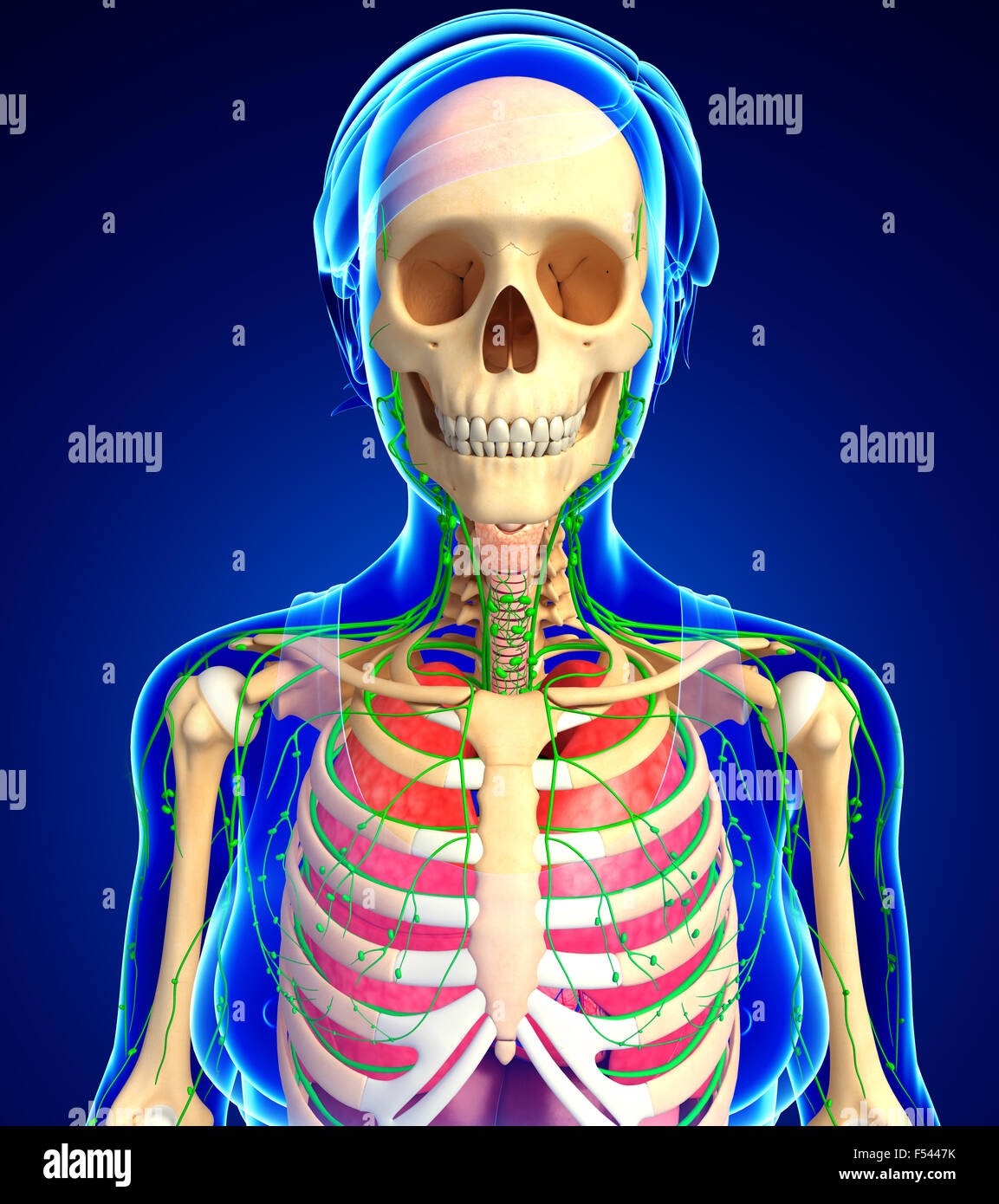 Darstellung des weiblichen Körpers lymphatische, Skelett- und Atemwege Kunstwerk Stockfotografie ...