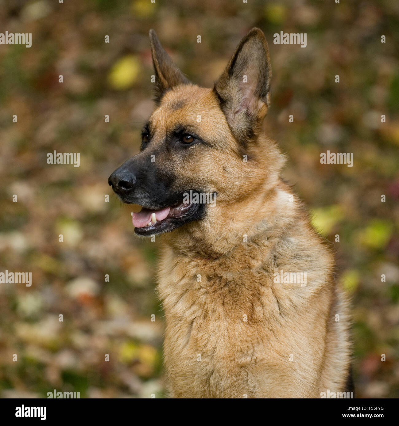 Deutscher Schäferhund Stockfotos und -bilder Kaufen - Alamy