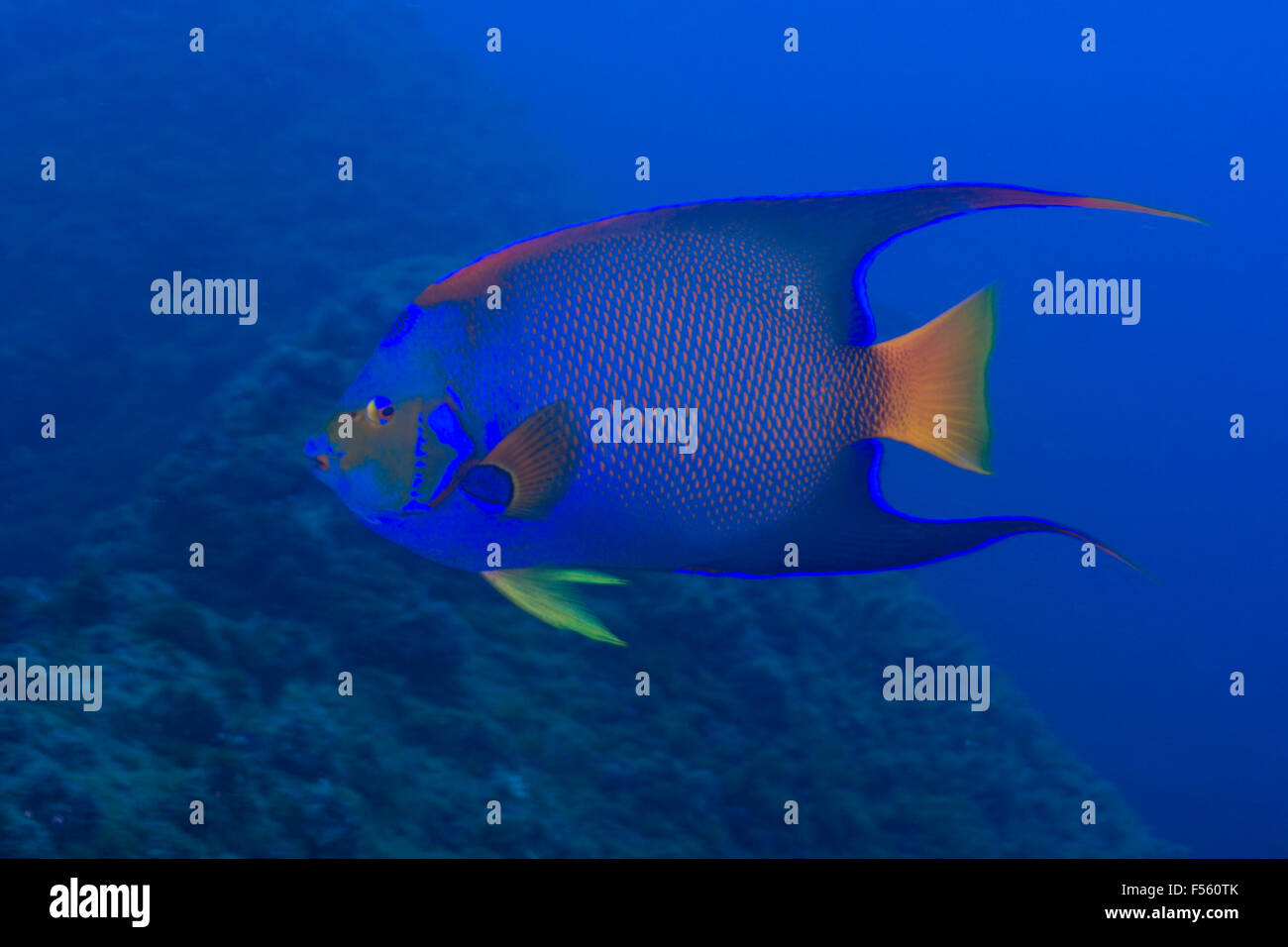 Königin-Kaiserfisch (Holacanthus Ciliaris) ist ein Kaiserfisch ...