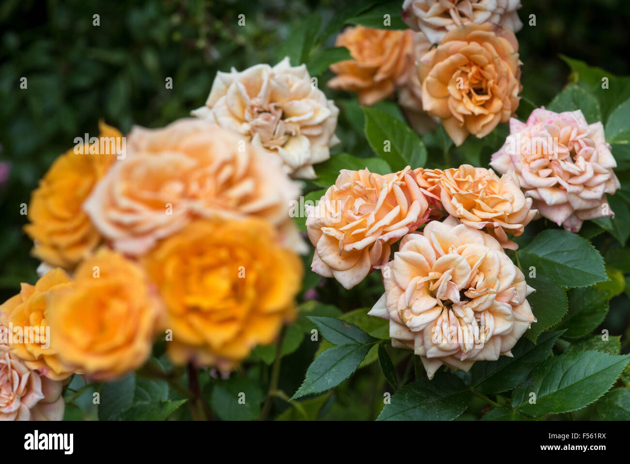 Rosenstock horizontal -Fotos und -Bildmaterial in hoher Auflösung – Alamy