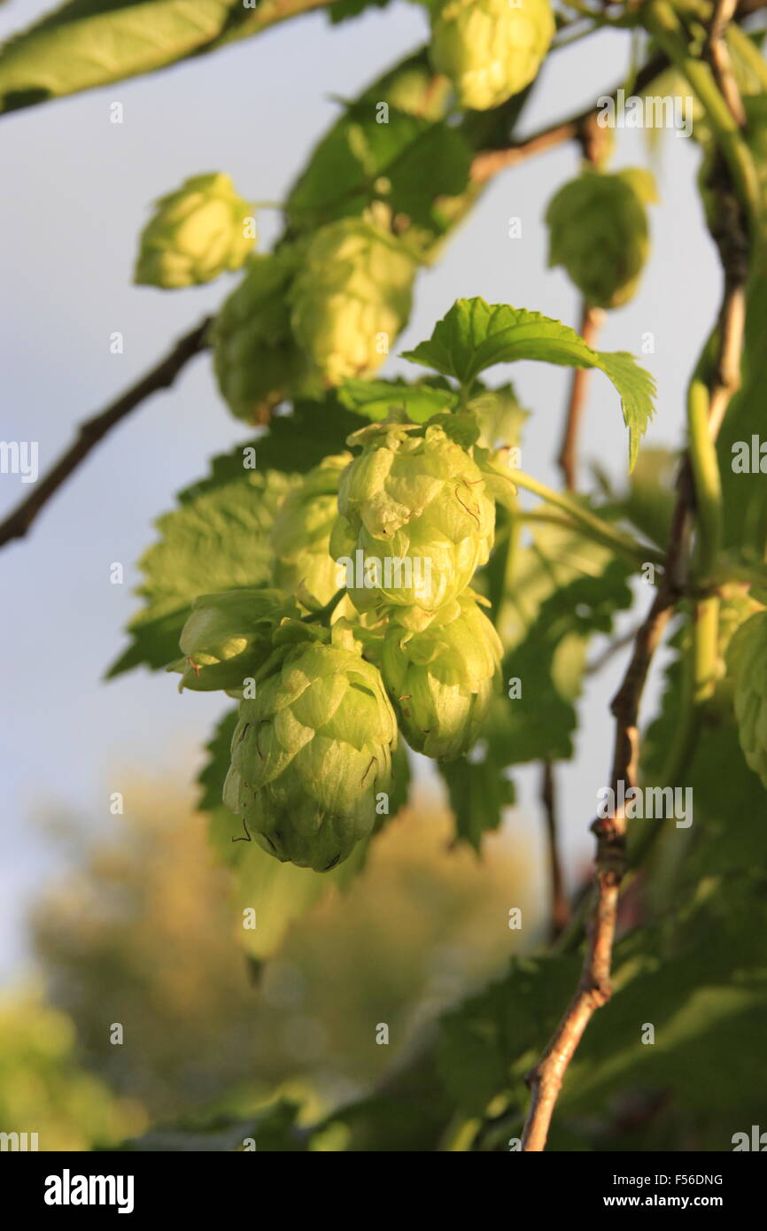 Fuggles Hopfen - Bier machen in Yorkshire, England in angebaut. Bine ...