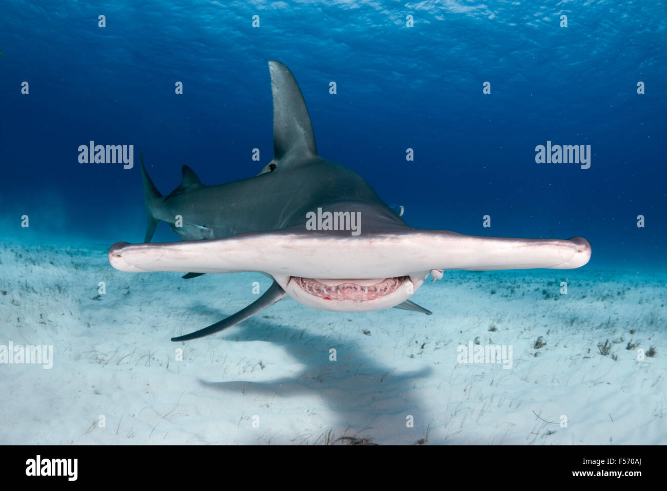 Großer Hammerhai, Sphyrna Mokarran, Bimini, Bahamas, Karibik, Atlantik ...