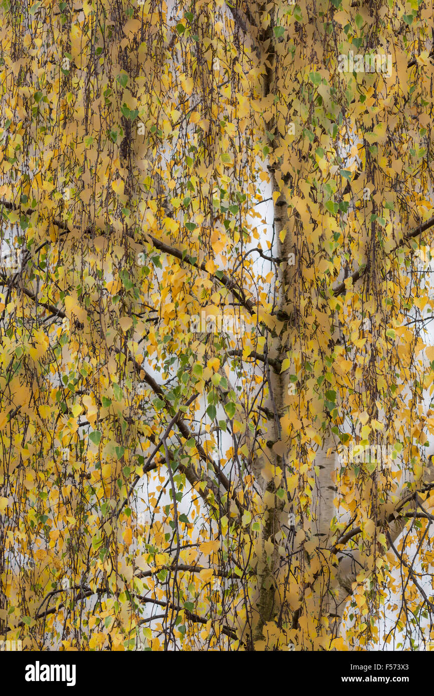 Birkenbaum bild -Fotos und -Bildmaterial in hoher Auflösung – Alamy