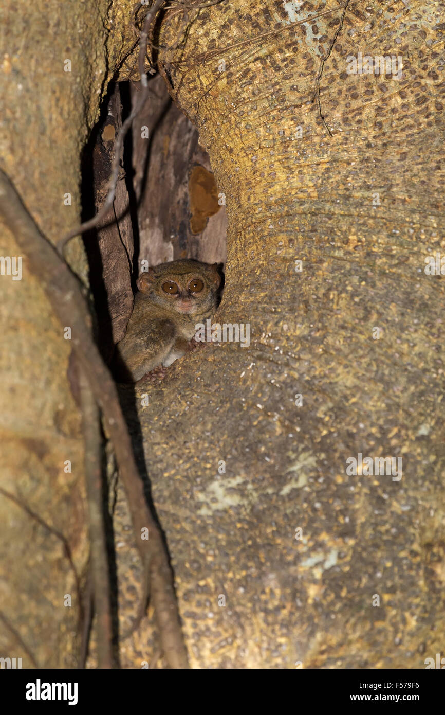 Philippinischer tarsier tarsier tarsius syrichta primate affe weltweit ...