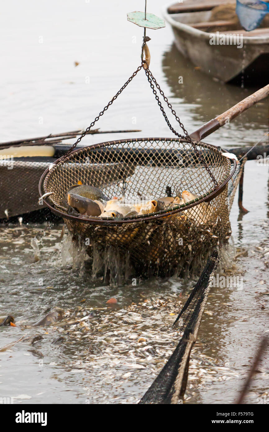 Harvest Carp Stockfotos und -bilder Kaufen - Alamy
