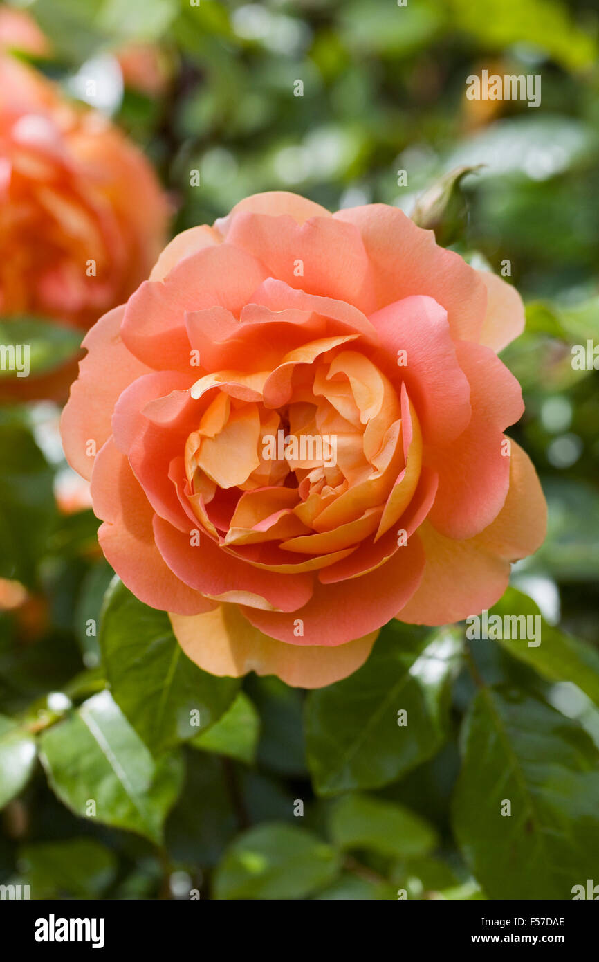Rose pat austin ausmum -Fotos und -Bildmaterial in hoher Auflösung – Alamy