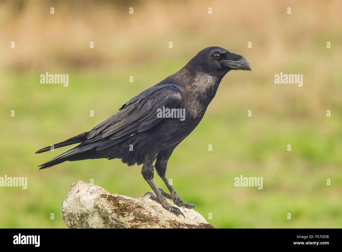 Weißer rabe -Fotos und -Bildmaterial in hoher Auflösung – Alamy