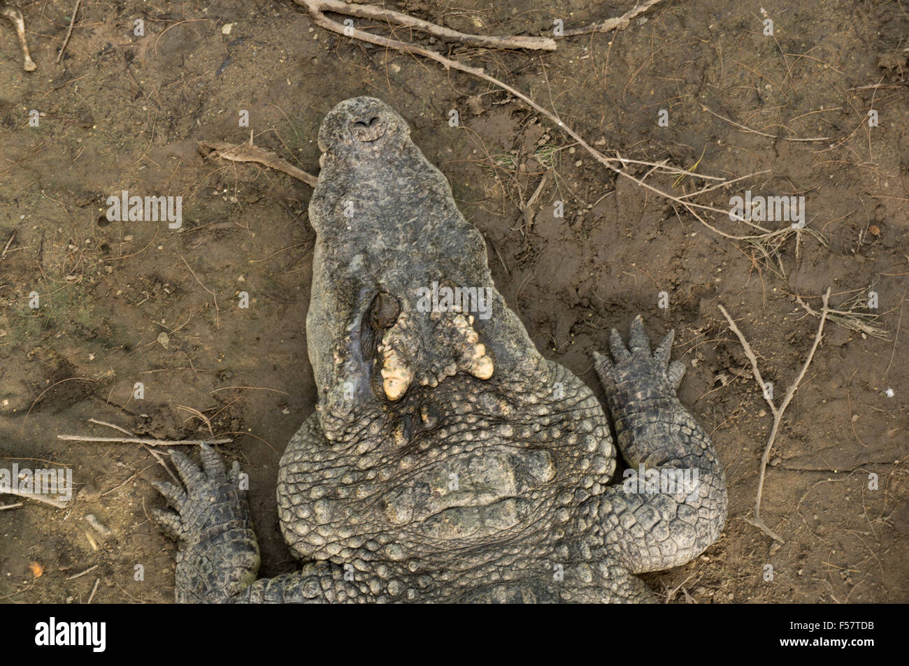Krokodil zahn -Fotos und -Bildmaterial in hoher Auflösung - Seite 3 - Alamy