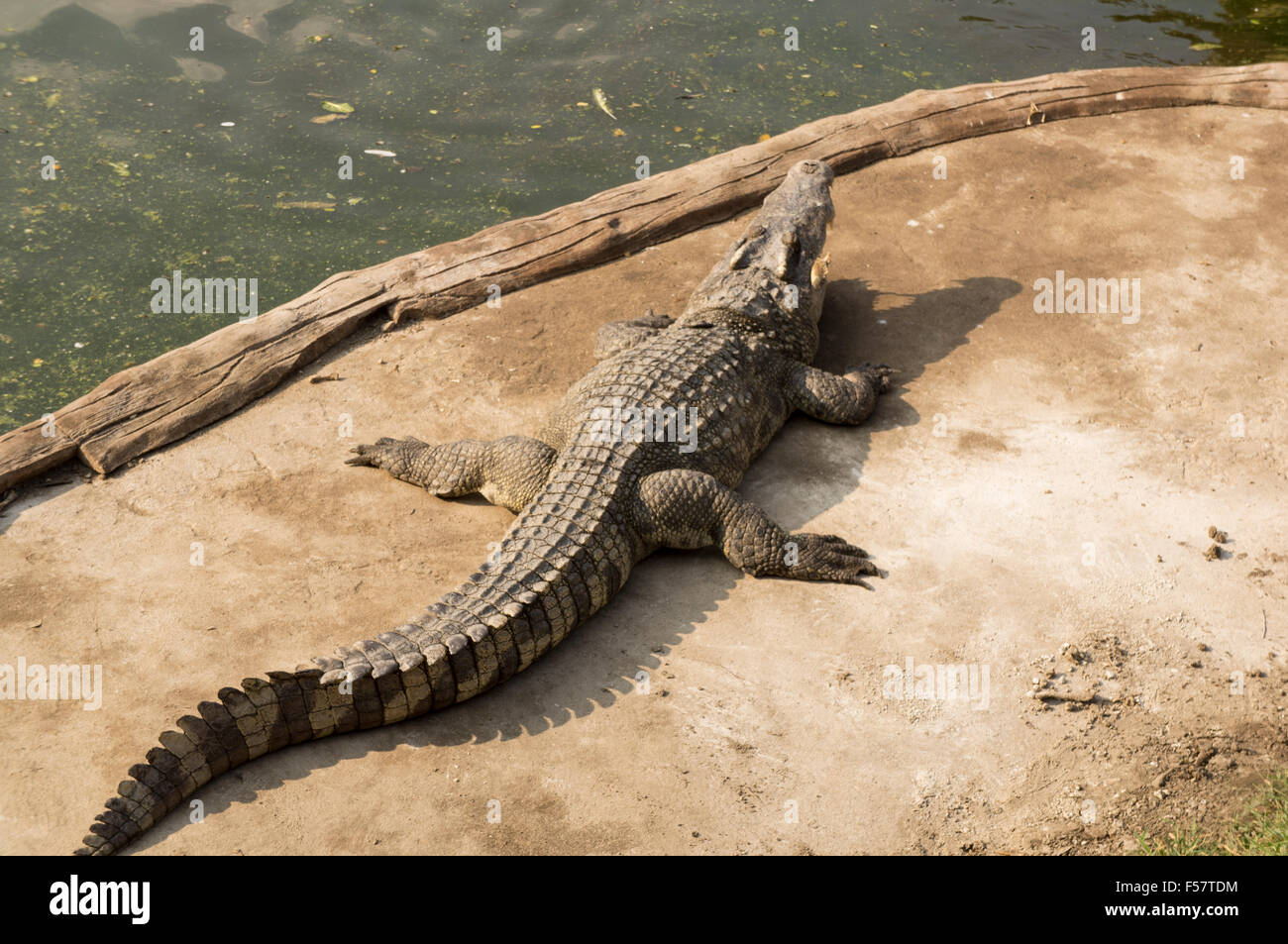 Krokodil zahn -Fotos und -Bildmaterial in hoher Auflösung - Seite 3 - Alamy