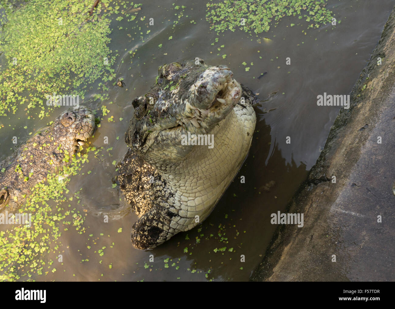 Krokodil Biss wild grobe aggressive tropischen Zahn White River ...