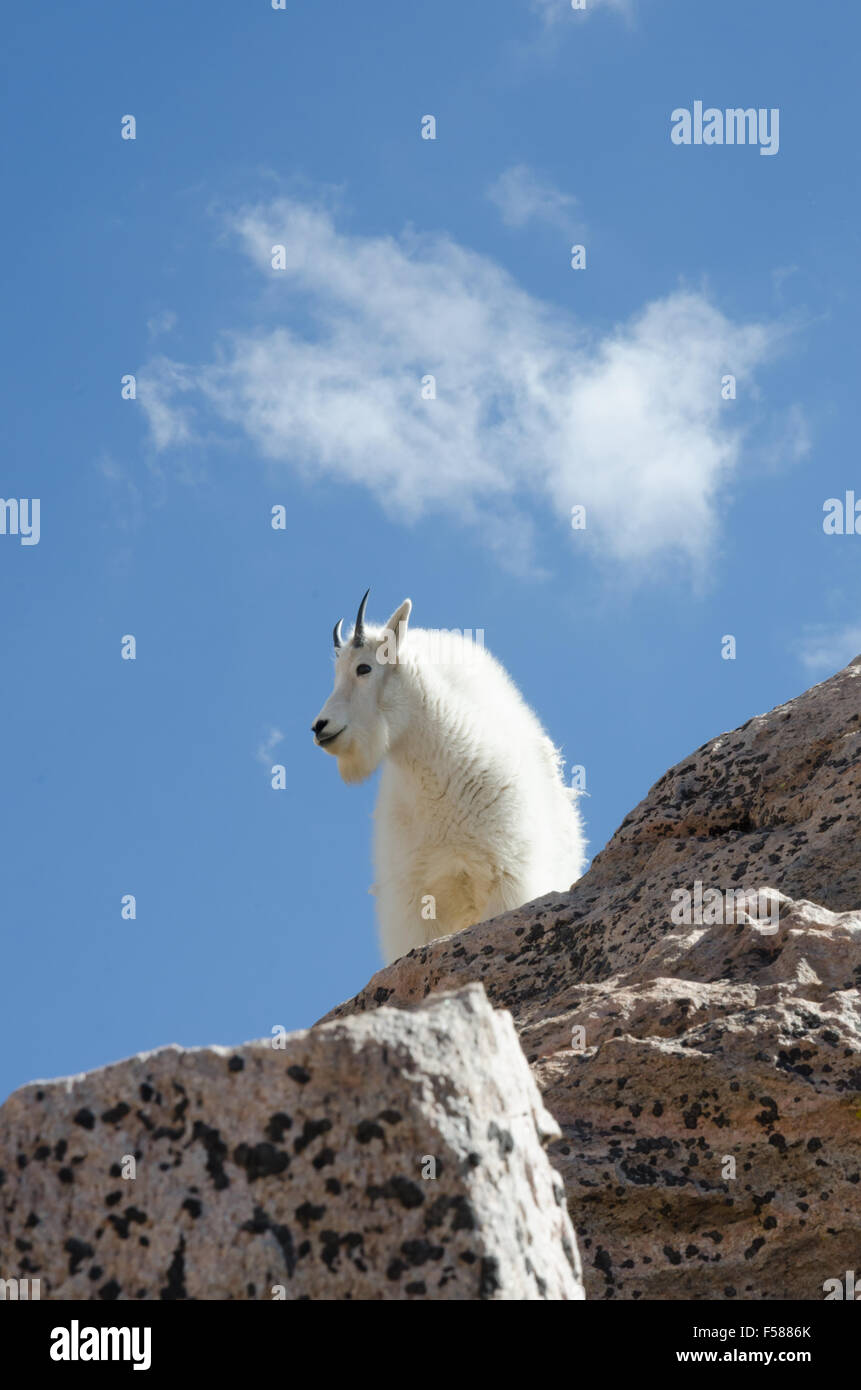 Eine wilde bergziege -Fotos und -Bildmaterial in hoher Auflösung – Alamy