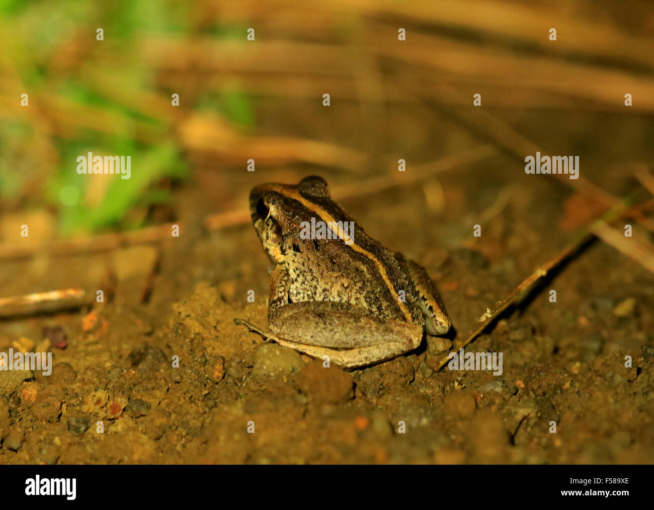 Fitzinger regenfrosch monteverde -Fotos und -Bildmaterial in hoher ...