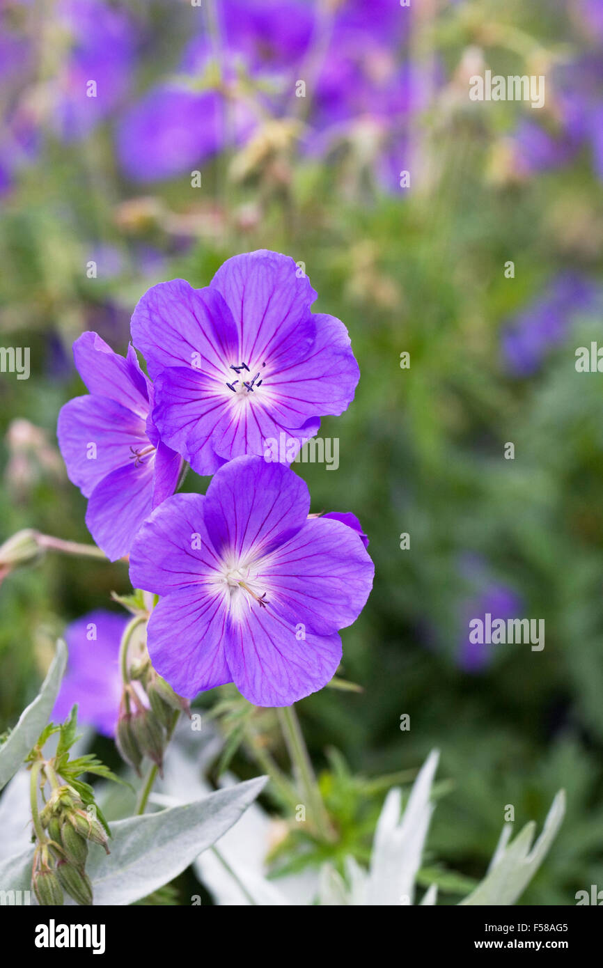Geranium orion blume -Fotos und -Bildmaterial in hoher Auflösung – Alamy