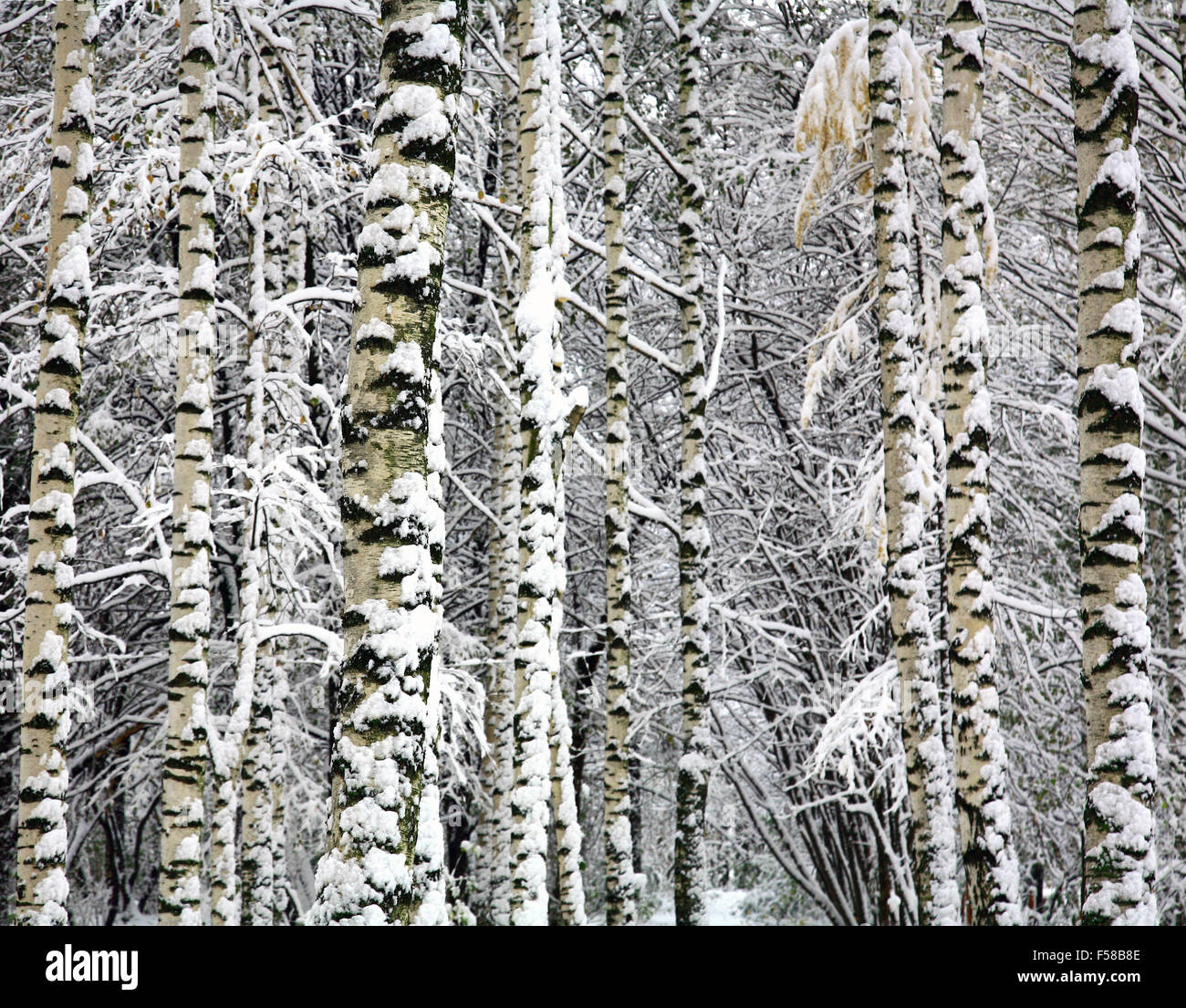 Trunks birch trees black white -Fotos und -Bildmaterial in hoher ...