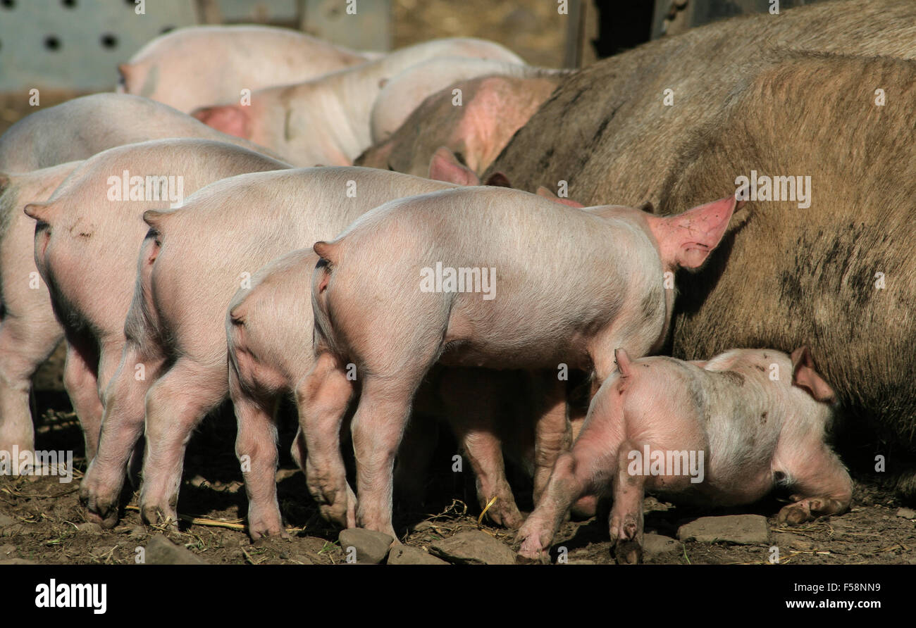 Suckling pigs meat -Fotos und -Bildmaterial in hoher Auflösung – Alamy