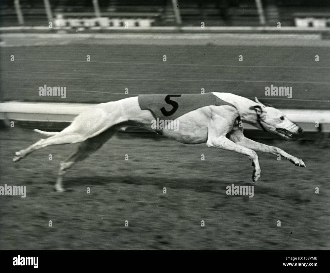 Racing greyhound -Fotos und -Bildmaterial in hoher Auflösung – Alamy