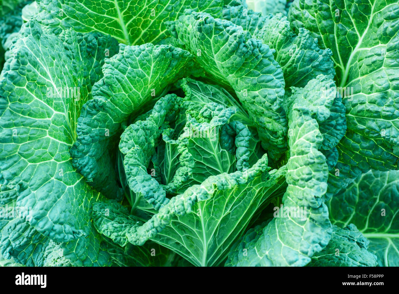 Wirsing wirsing -Fotos und -Bildmaterial in hoher Auflösung – Alamy