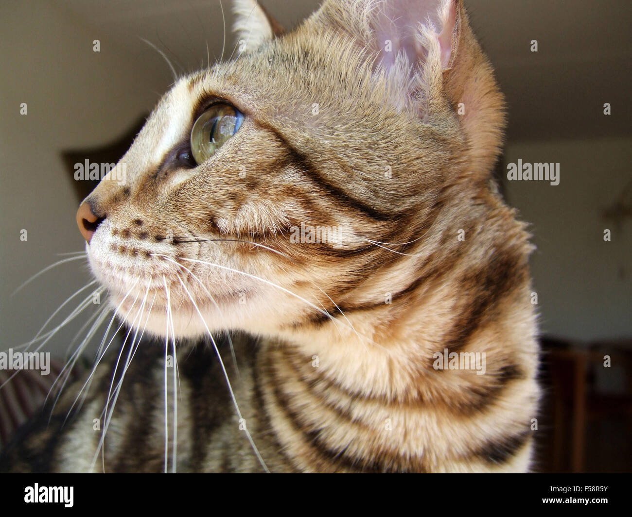 Profil von katze -Fotos und -Bildmaterial in hoher Auflösung – Alamy