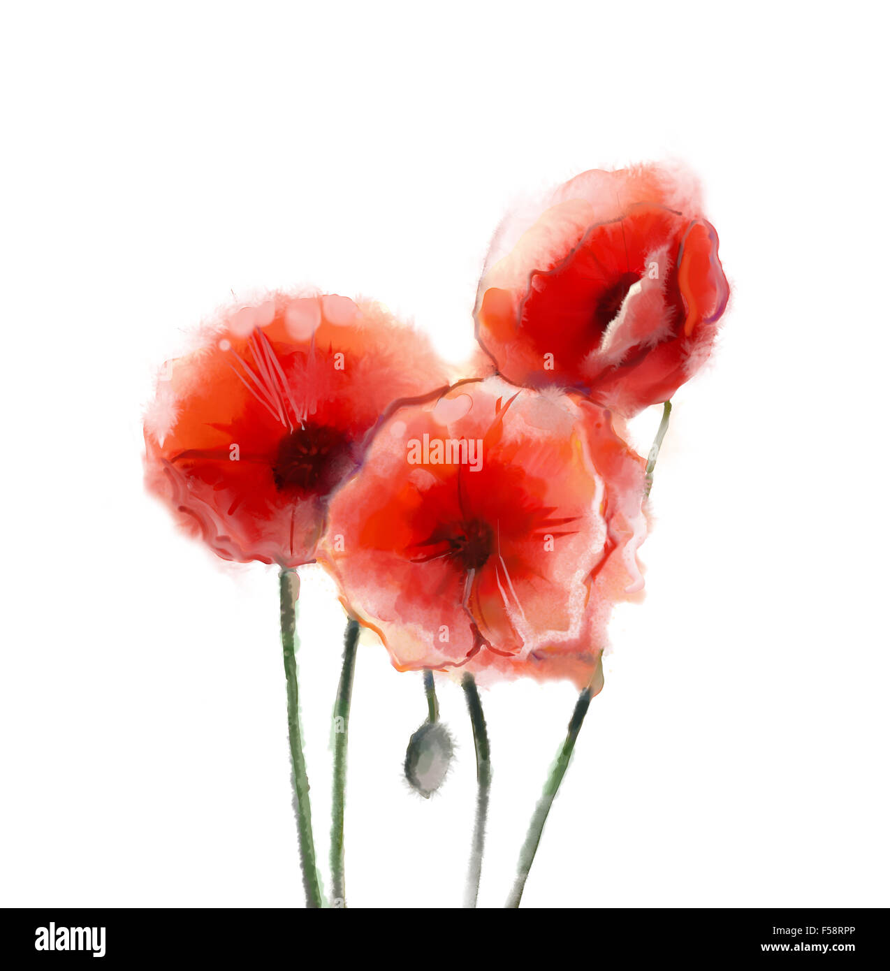 Roter Mohn Blumen Aquarell. Isoliert auf weißem Hintergrund ...