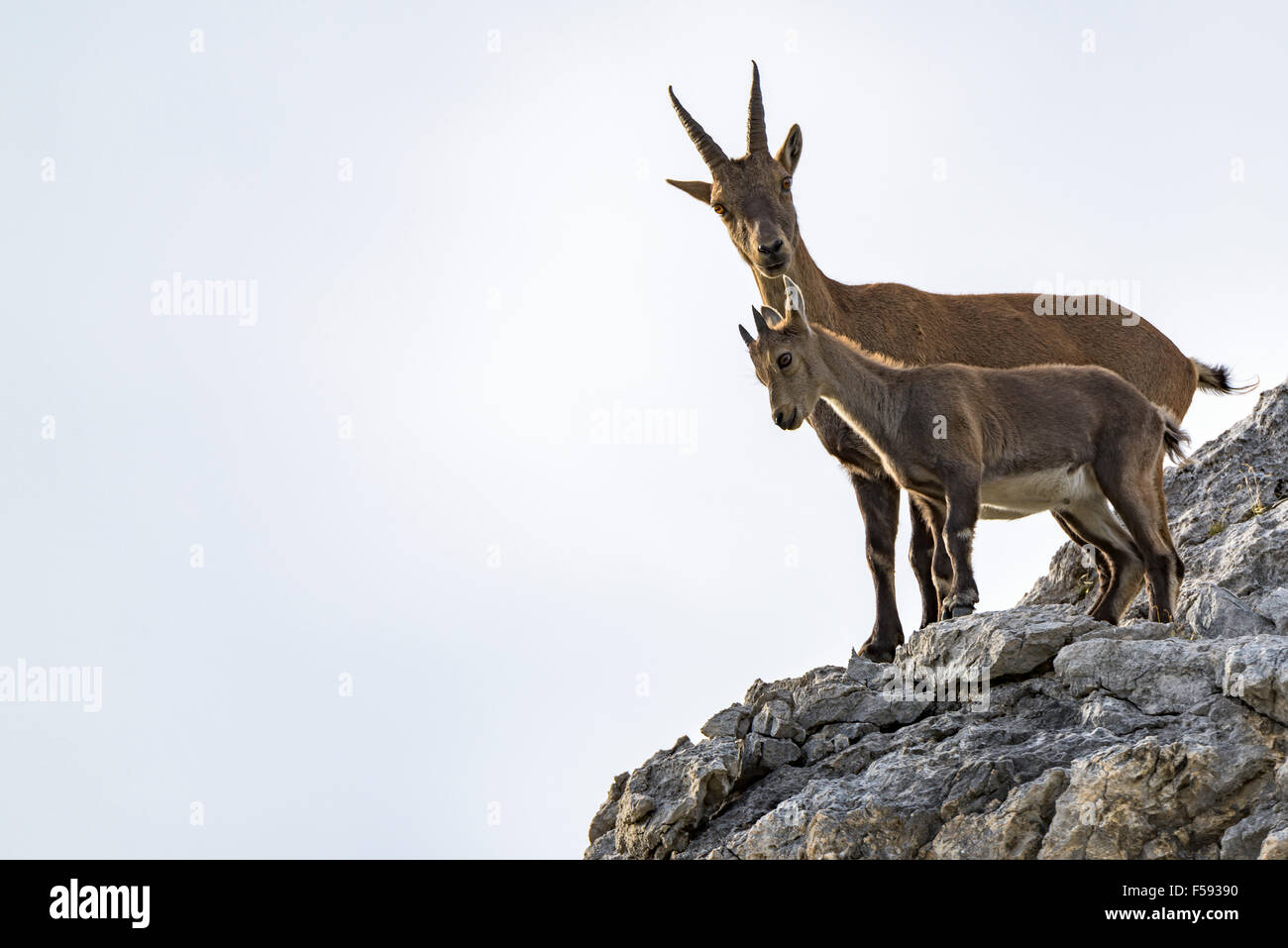Alpensteinbock, auch Steinbock oder Bouquetin (Capra Ibex), Ziege mit ...